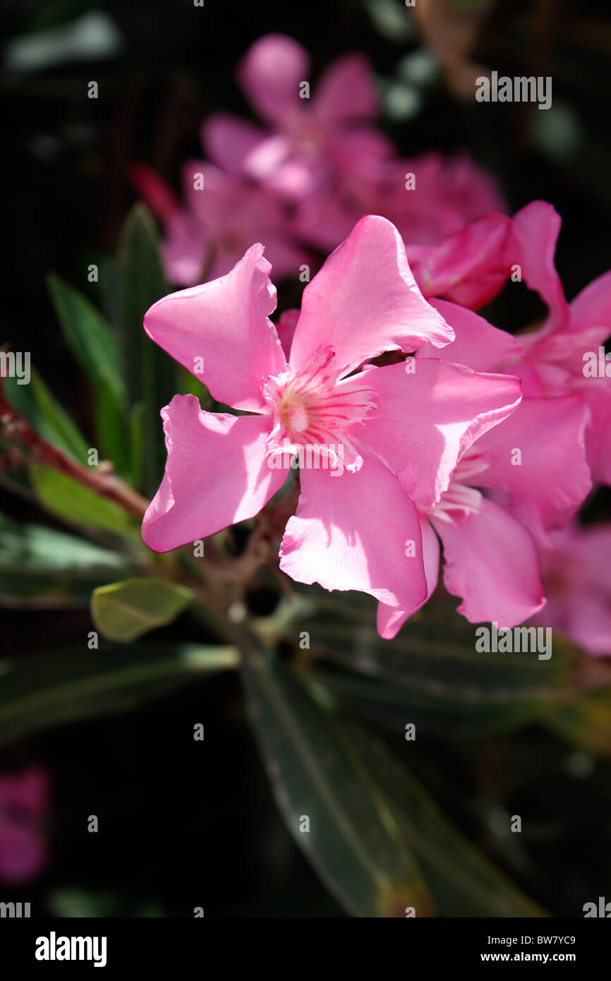 Wild nerium oleander -Fotos und -Bildmaterial in hoher Auflösung – Alamy
