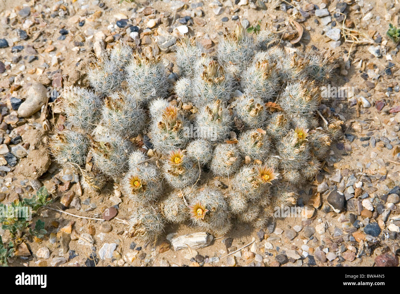 Daumen kaktus -Fotos und -Bildmaterial in hoher Auflösung – Alamy