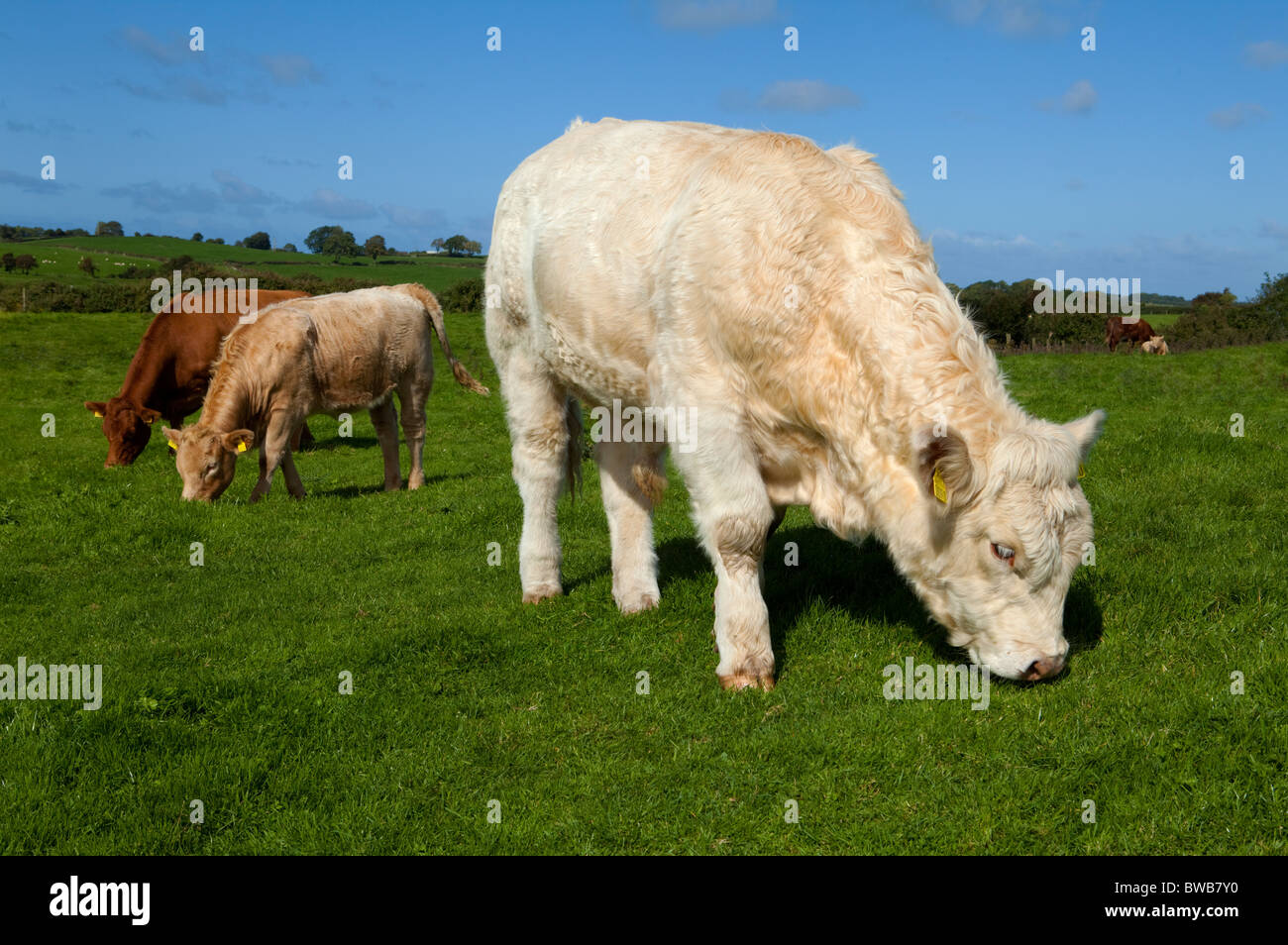 Charolais rinder irland -Fotos und -Bildmaterial in hoher Auflösung – Alamy