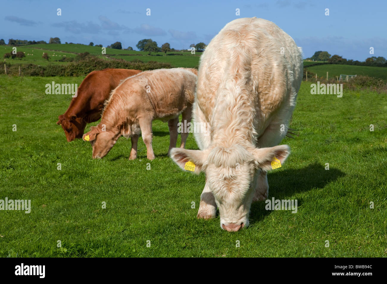 Charolais rinder irland -Fotos und -Bildmaterial in hoher Auflösung – Alamy