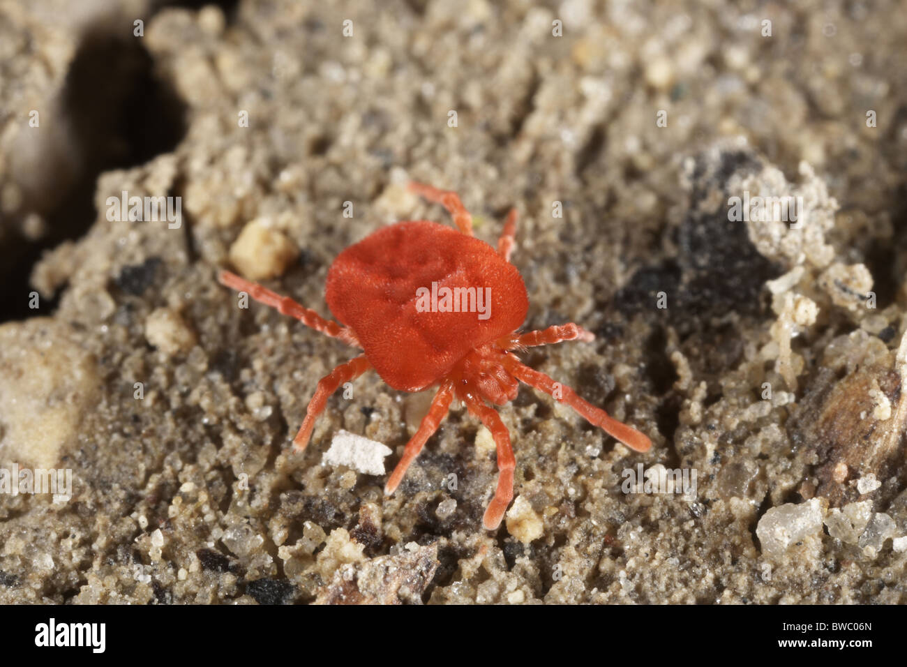 Rote erde -Fotos und -Bildmaterial in hoher Auflösung - Seite 3 - Alamy