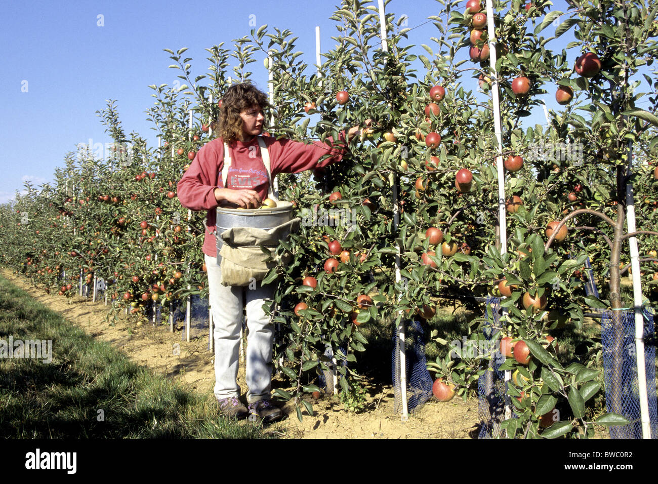 Obsternte apfelplantage -Fotos und -Bildmaterial in hoher Auflösung – Alamy