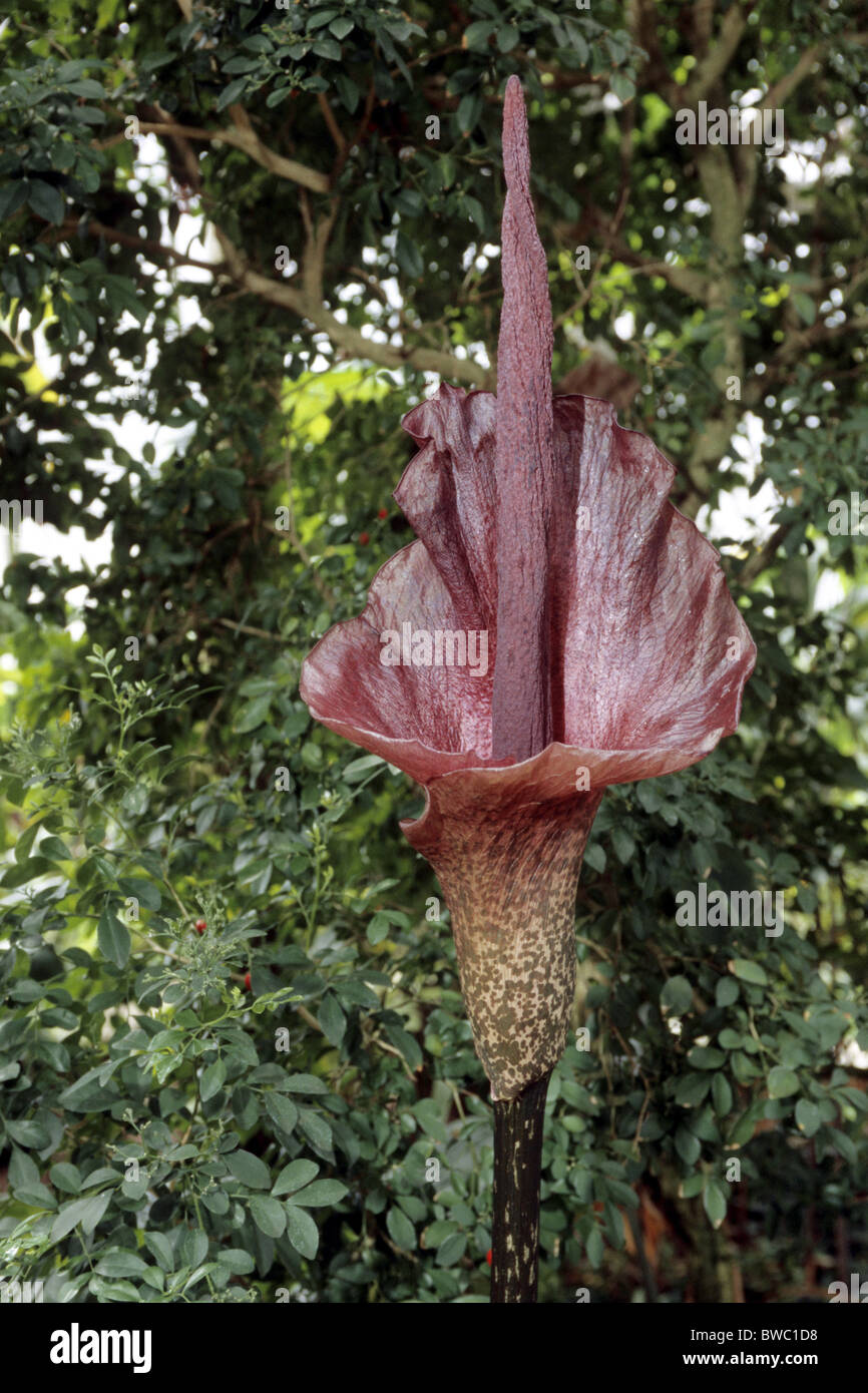 Devils Tongue, Titan Arum (Amorphophallus spec.), Blume. Es ist der größte unverzweigte ...