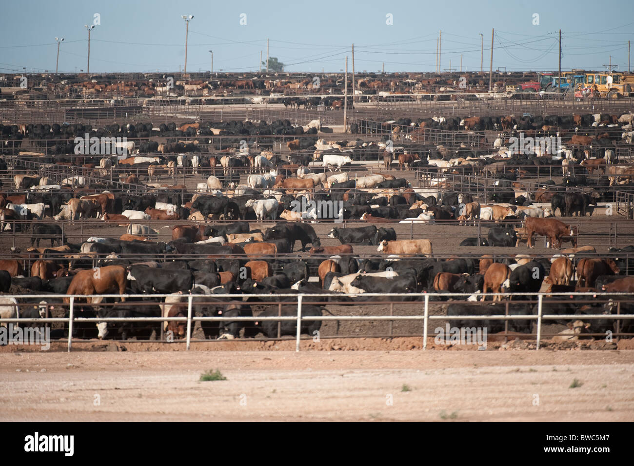 Cattle Farming Usa Texas Stockfotos und -bilder Kaufen - Alamy