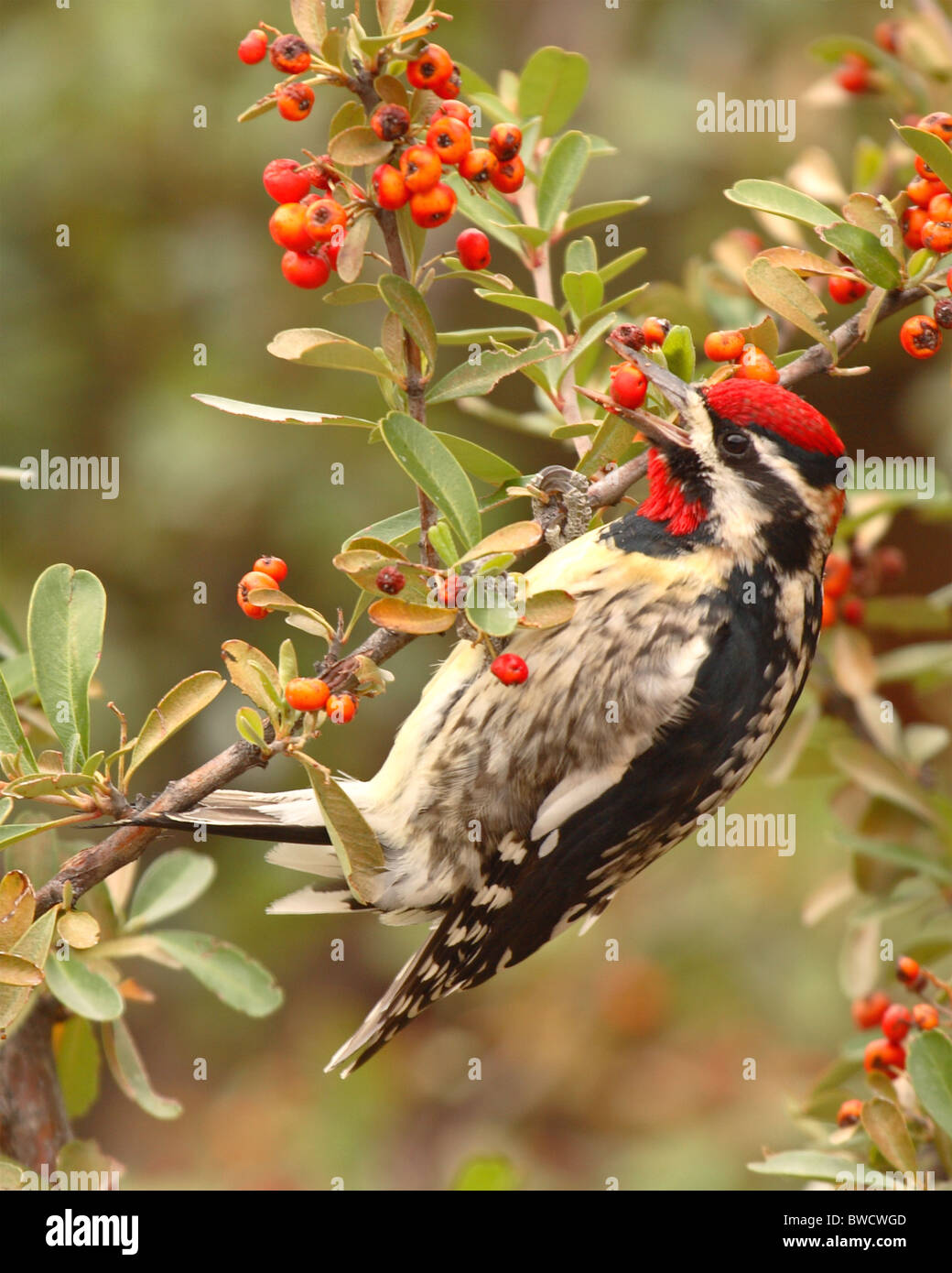 Vogel, der eine beere isst -Fotos und -Bildmaterial in hoher Auflösung ...