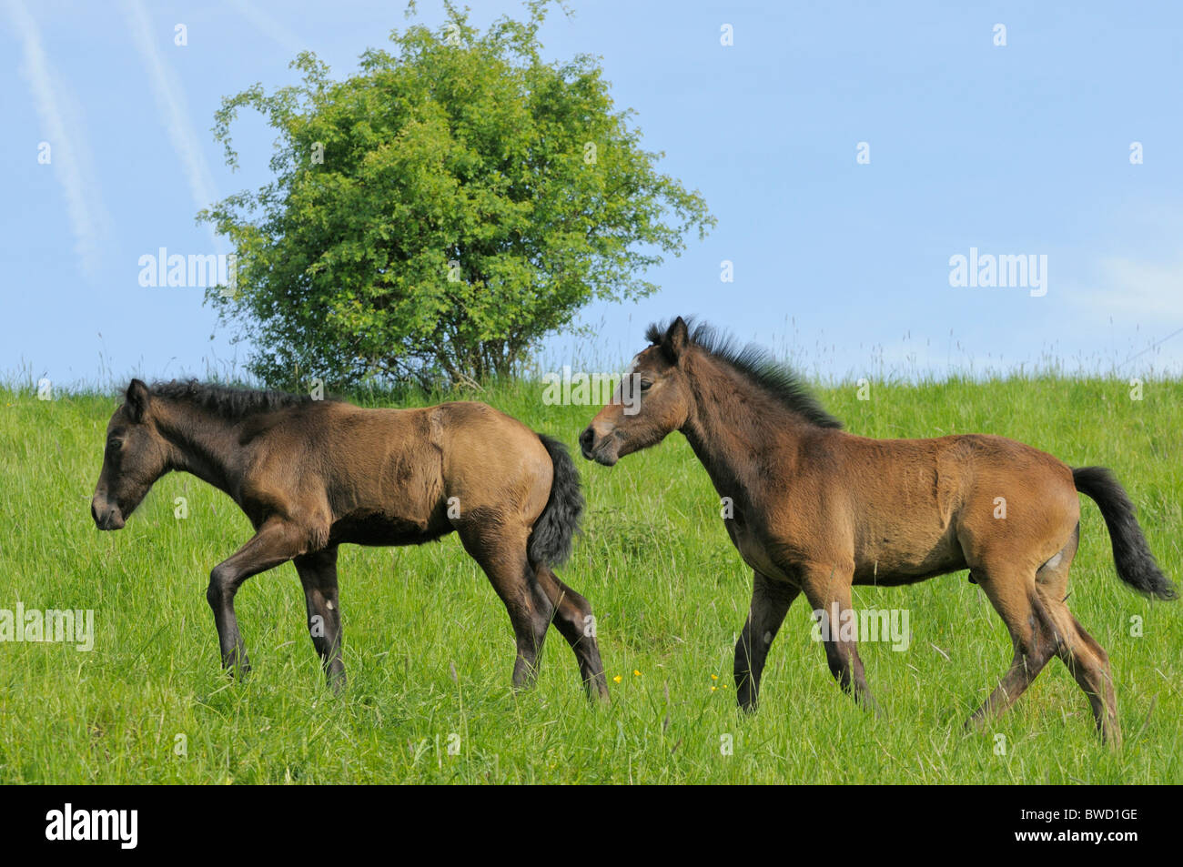 Die Fohlen Stockfotos und -bilder Kaufen - Alamy