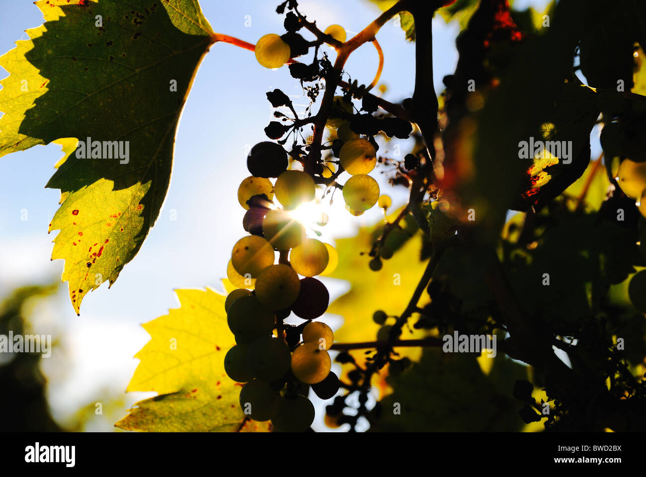 Chardonnay trauben am rebstock -Fotos und -Bildmaterial in hoher ...