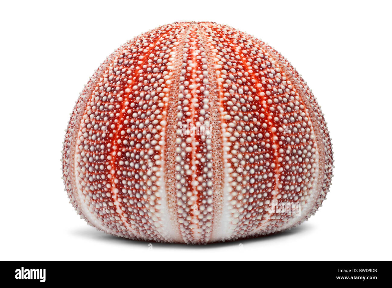 Coquillage d'oursin blanc -Fotos und -Bildmaterial in hoher Auflösung ...