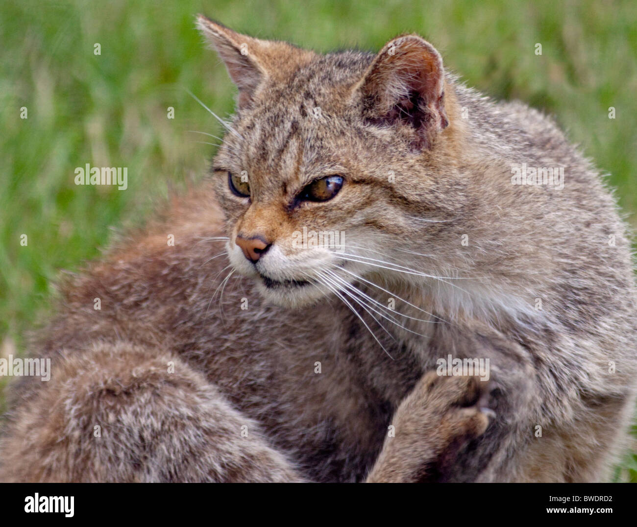 European wildcat europaeische wildkatze -Fotos und -Bildmaterial in ...