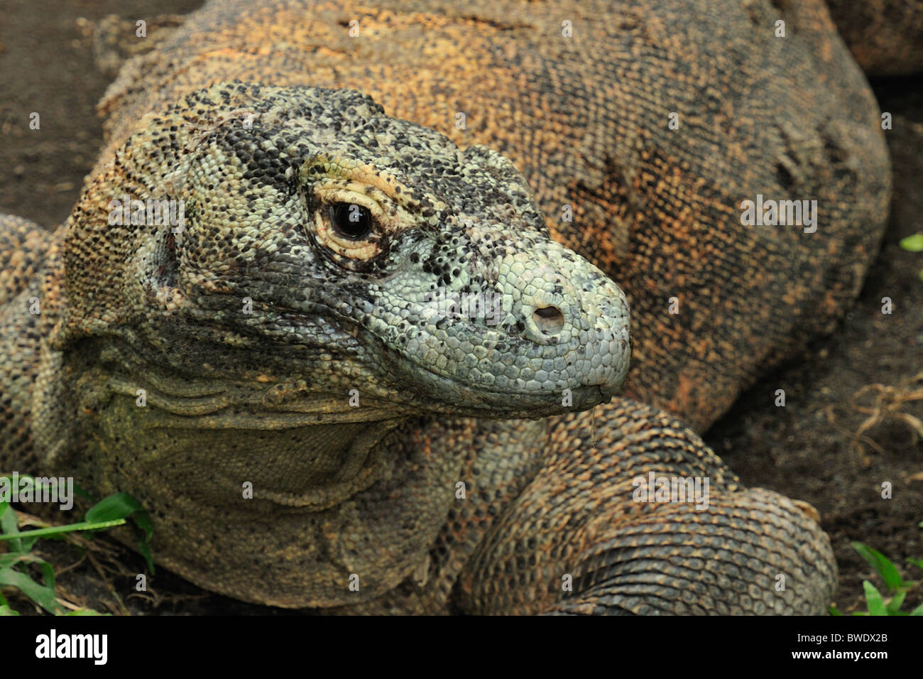 Komodo drache oder varanus komodoensis -Fotos und -Bildmaterial in ...