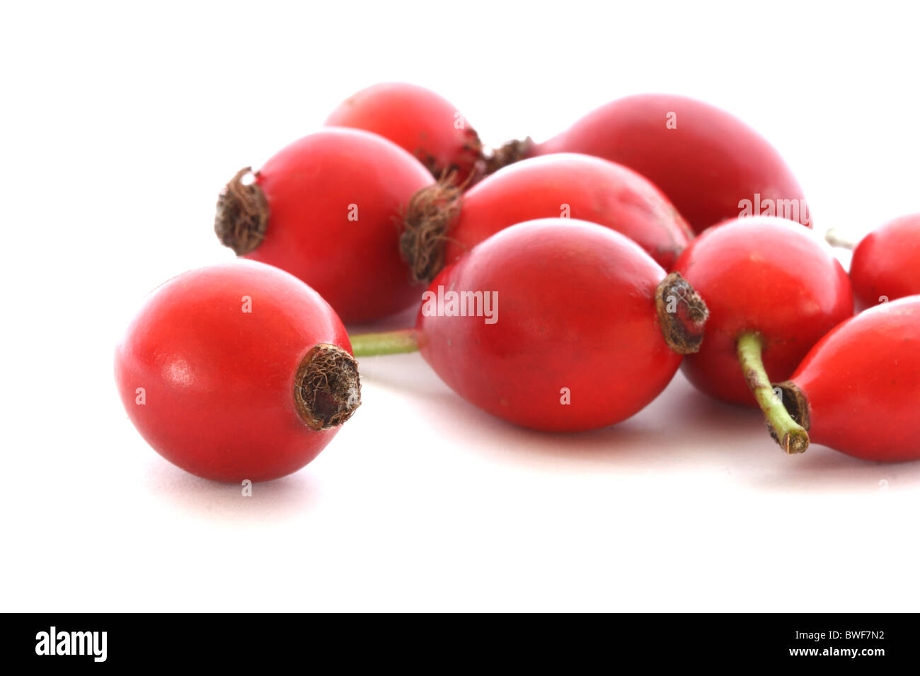 Briar rosen -Fotos und -Bildmaterial in hoher Auflösung – Alamy