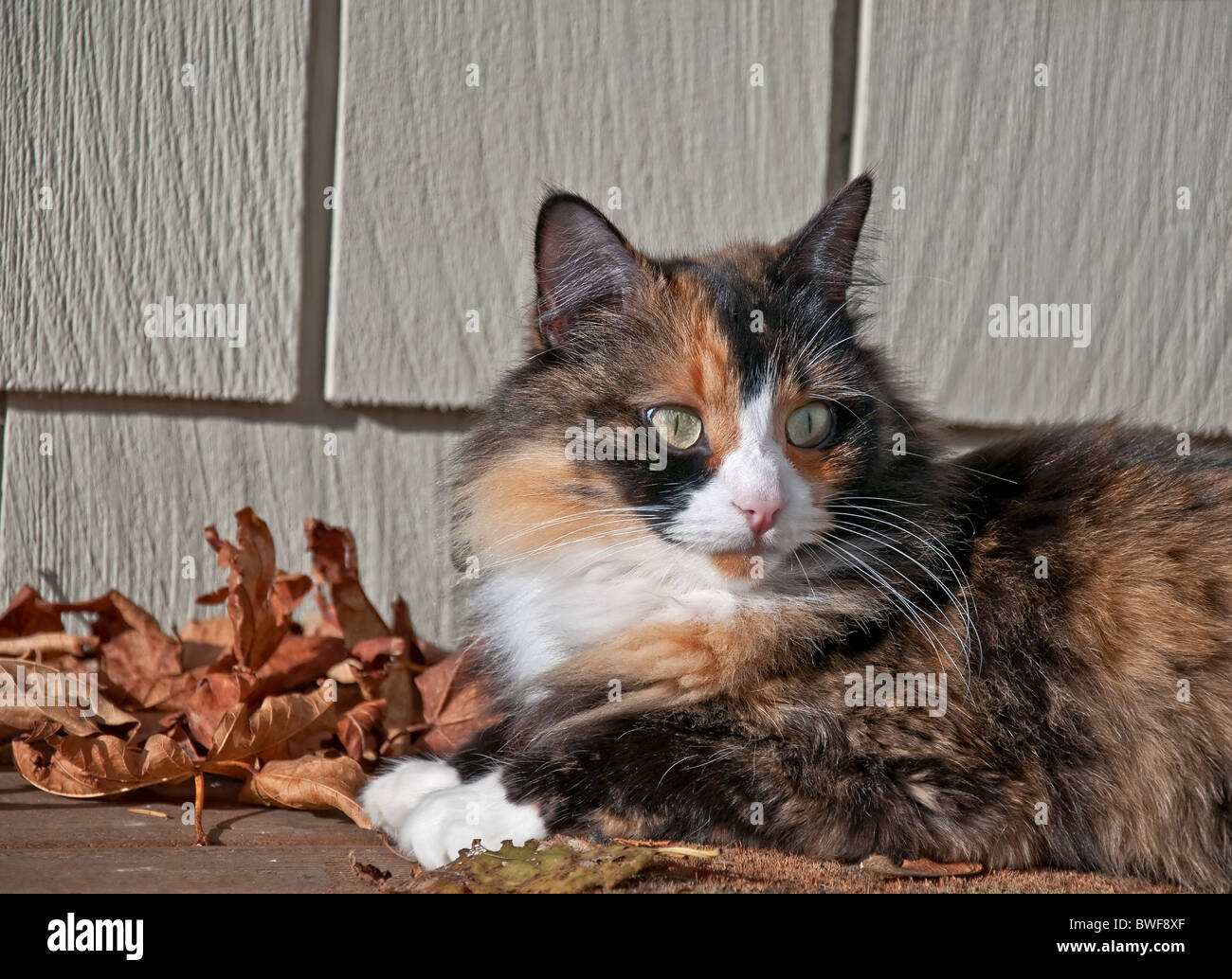 Tort farbige lange haare kaliko katze -Fotos und -Bildmaterial in hoher ...