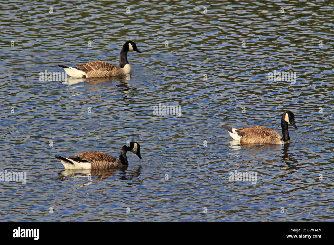 Natürlicher Lebensraum Der Vögel Stockfotos und -bilder Kaufen - Alamy