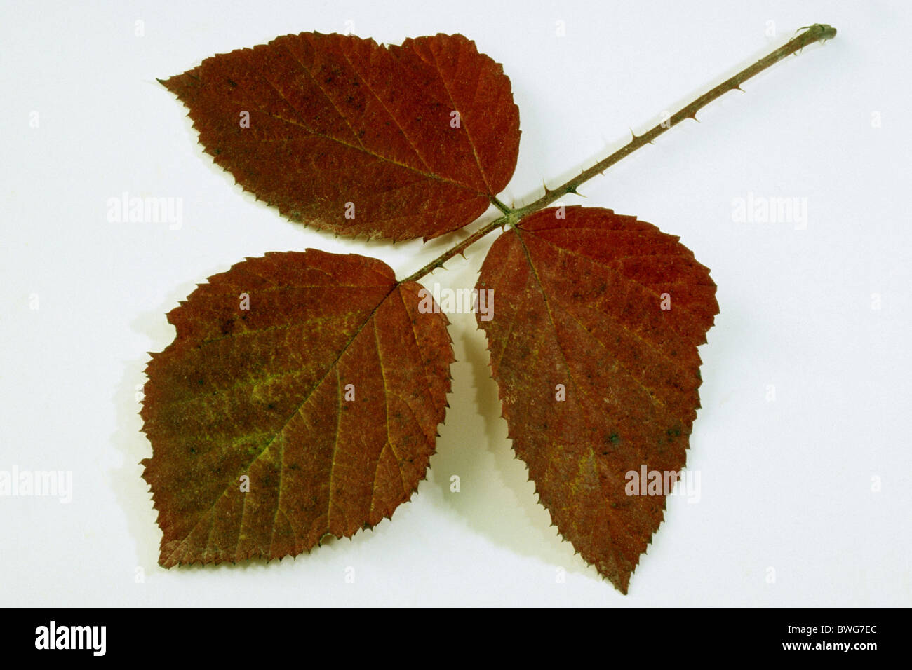 Brombeere, Brombeere (Rubus Fruticosus), Herbst Blatt, Studio Bild ...