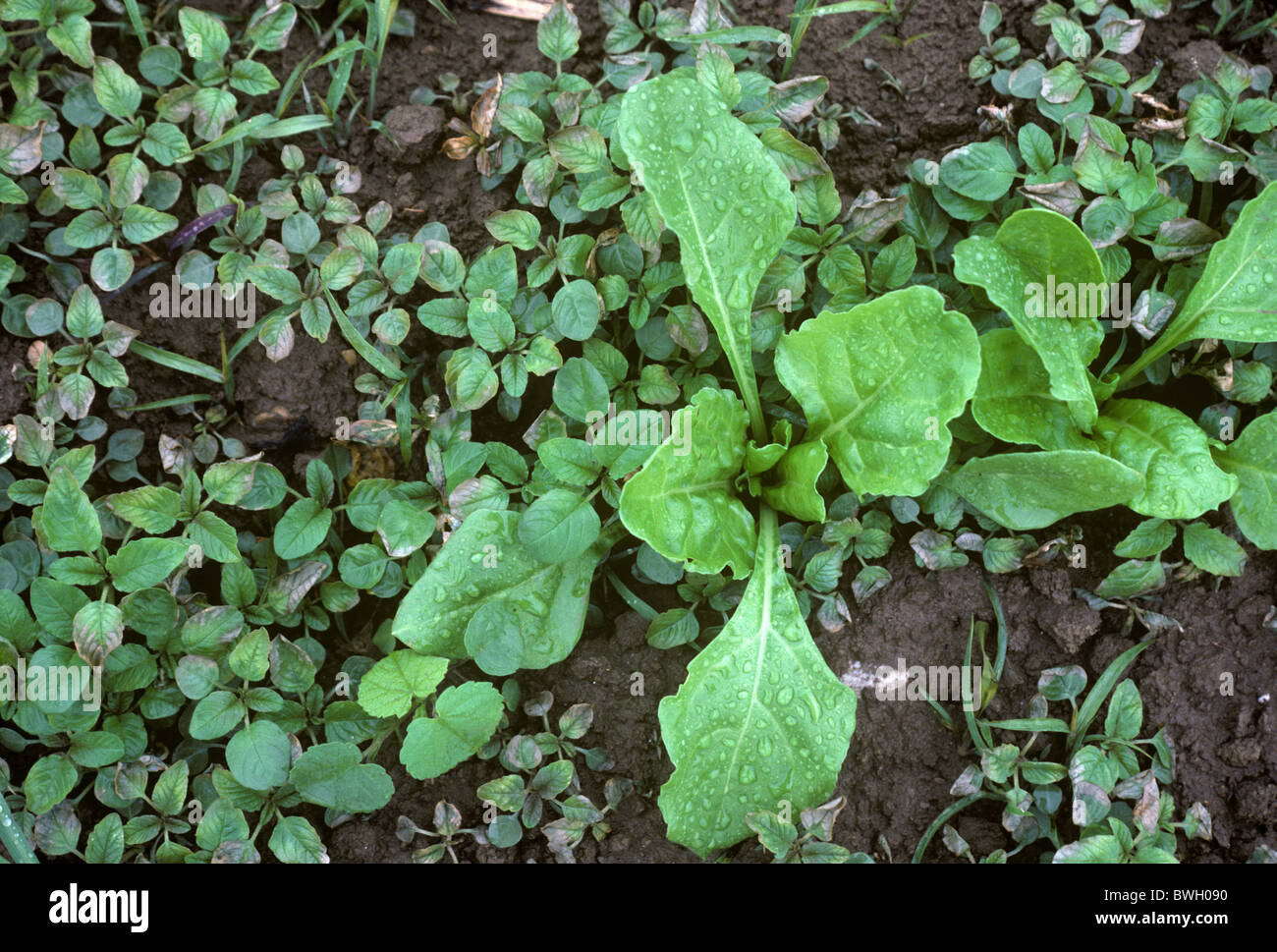Amarant (Amaranthus SP.) Sämlinge in einem jungen Zuckerrüben-Ernte ...
