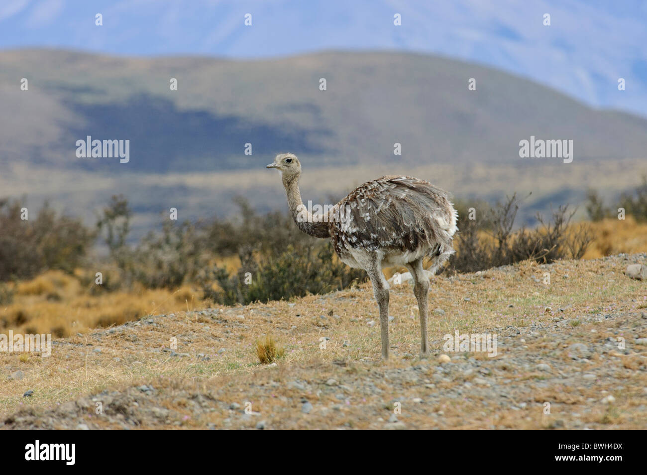 Rhea rhea patagonia chile torres del paine vogel -Fotos und ...