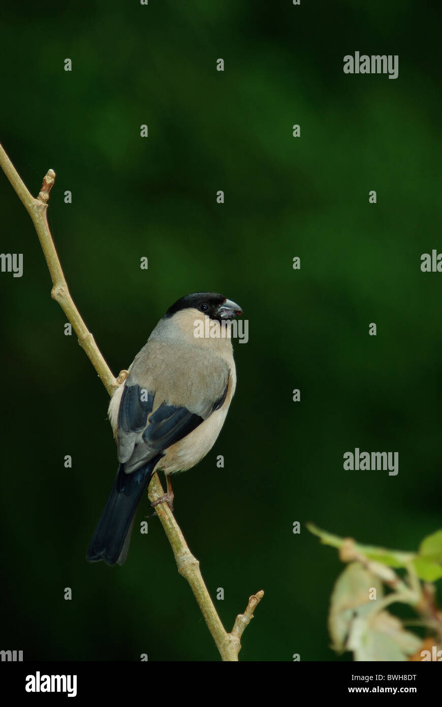 Gimpel Vogel Stockfotos und -bilder Kaufen - Alamy