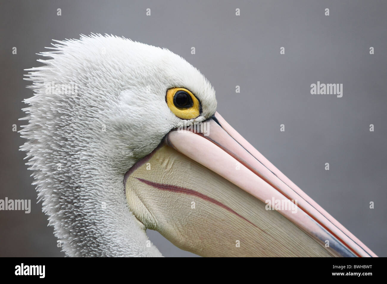 Pelikan Stockfotos und -bilder Kaufen - Alamy