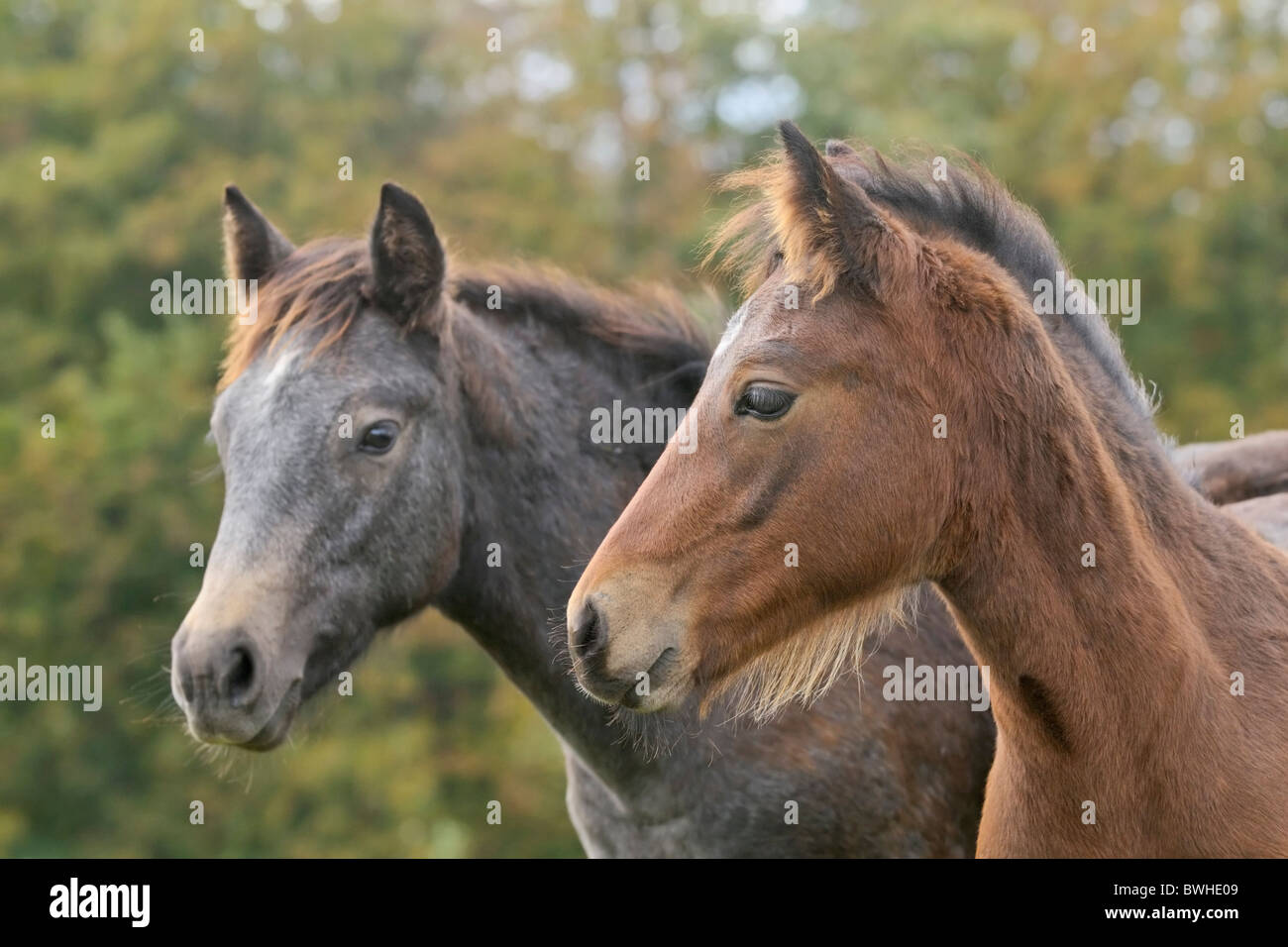 Die Fohlen Stockfotos und -bilder Kaufen - Alamy