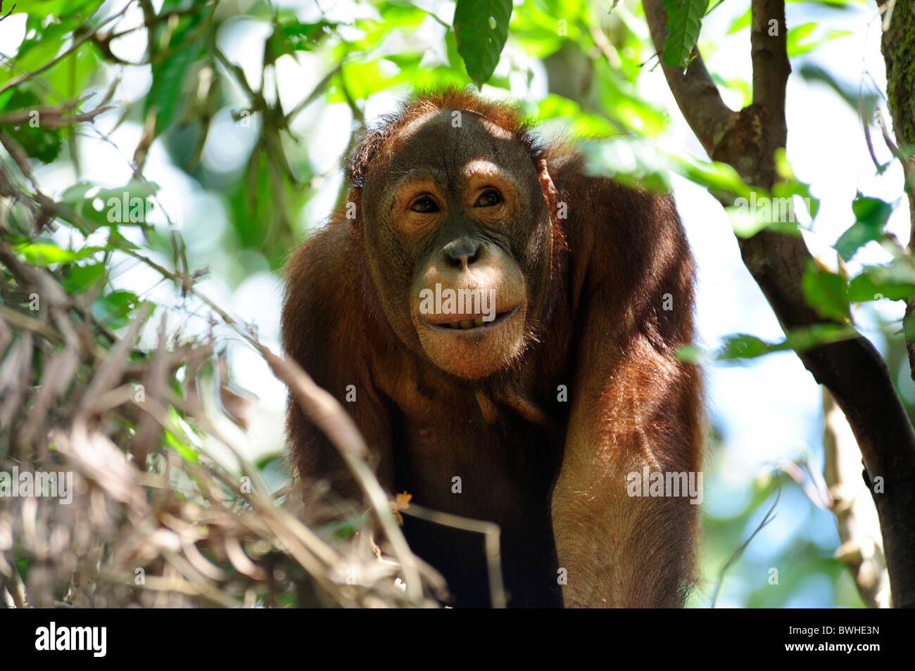 Orang Utan Nest Fotos Und Bildmaterial In Hoher Auflösung Alamy