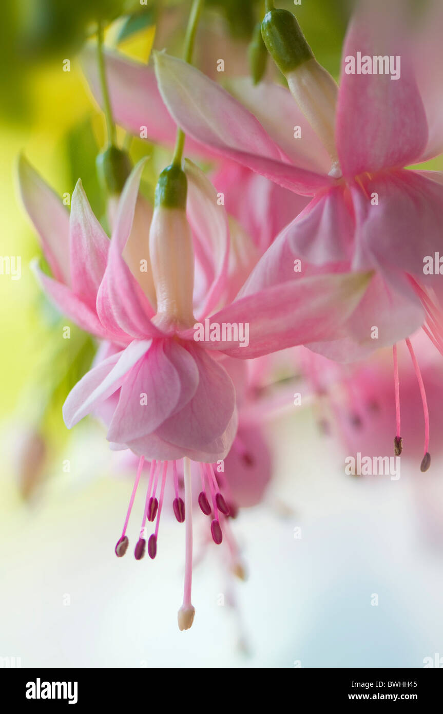 Rosa Doppel Stockfotos und -bilder Kaufen - Alamy