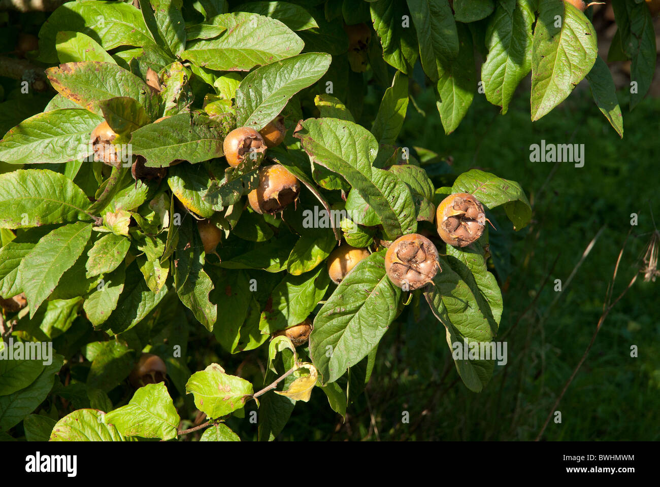 Seltener obstbaum -Fotos und -Bildmaterial in hoher Auflösung – Alamy