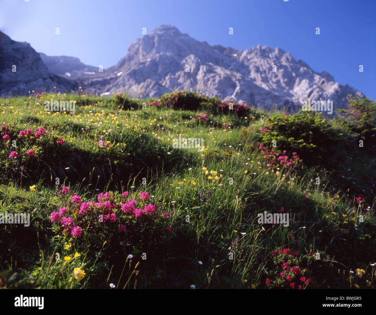 Alpenrosen blühen Blumen Wiese Berg Wiesenblumen Adelboden Landschaft ...