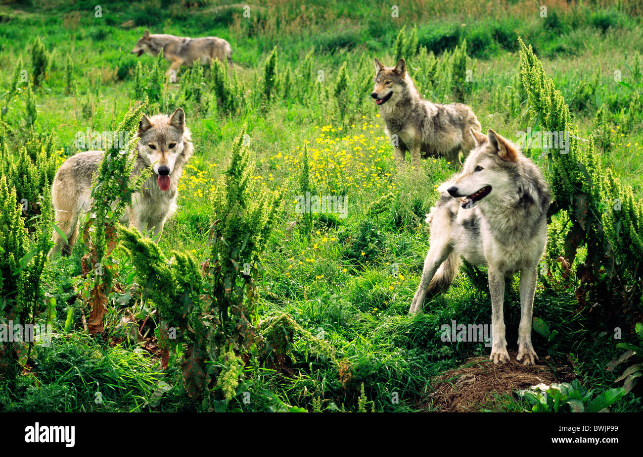 Highland Wildlife Park Wolf Stockfotos und -bilder Kaufen - Alamy