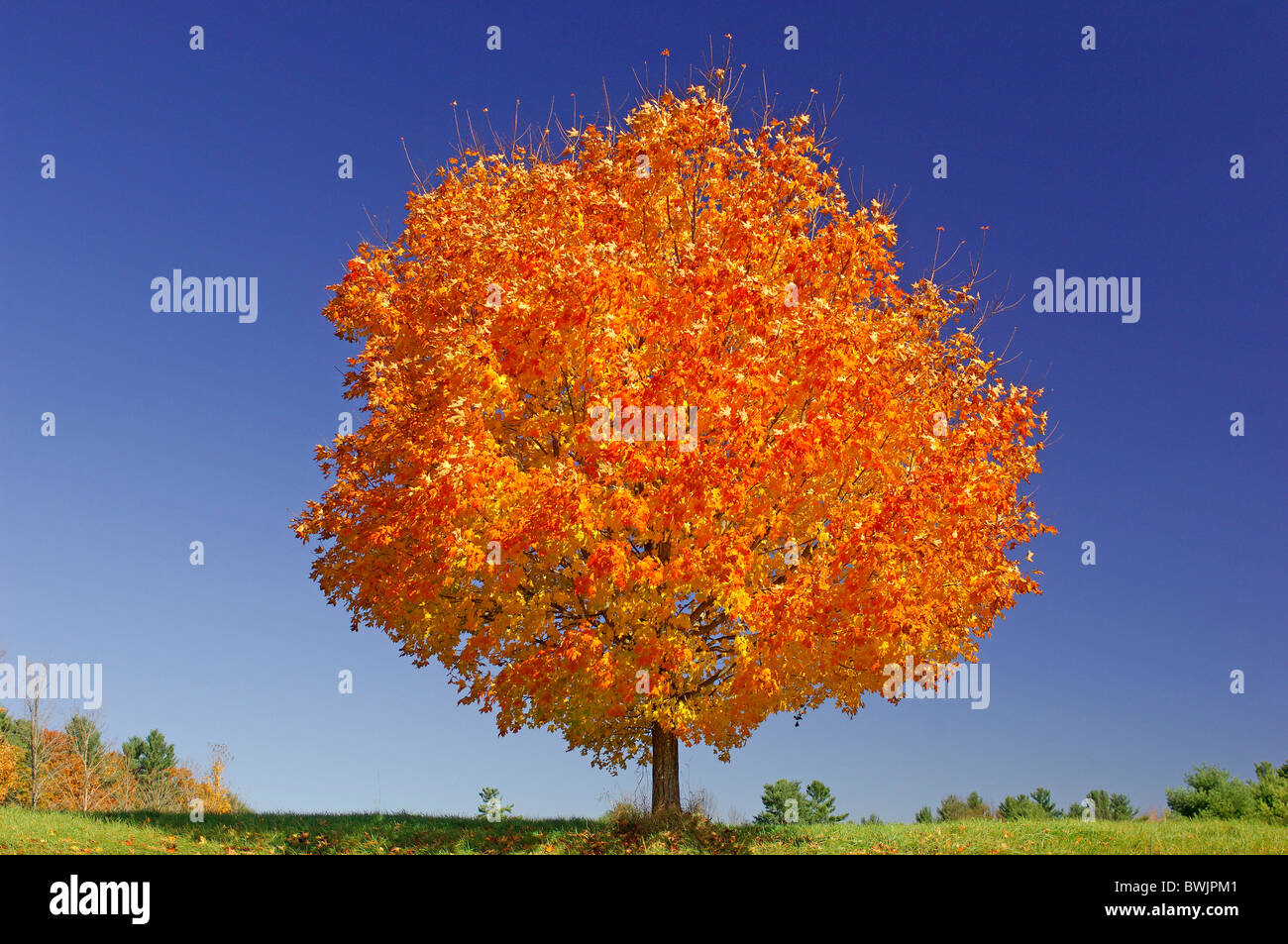 Indian Summer New Hampshire USA United States America USA Nordamerika ...
