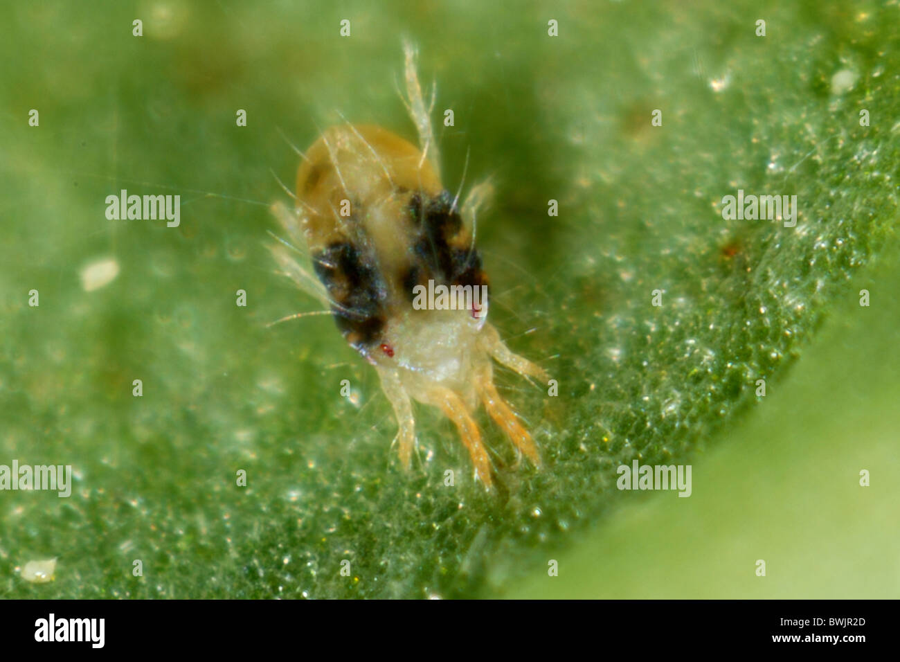 Milbe auf blatt -Fotos und -Bildmaterial in hoher Auflösung – Alamy