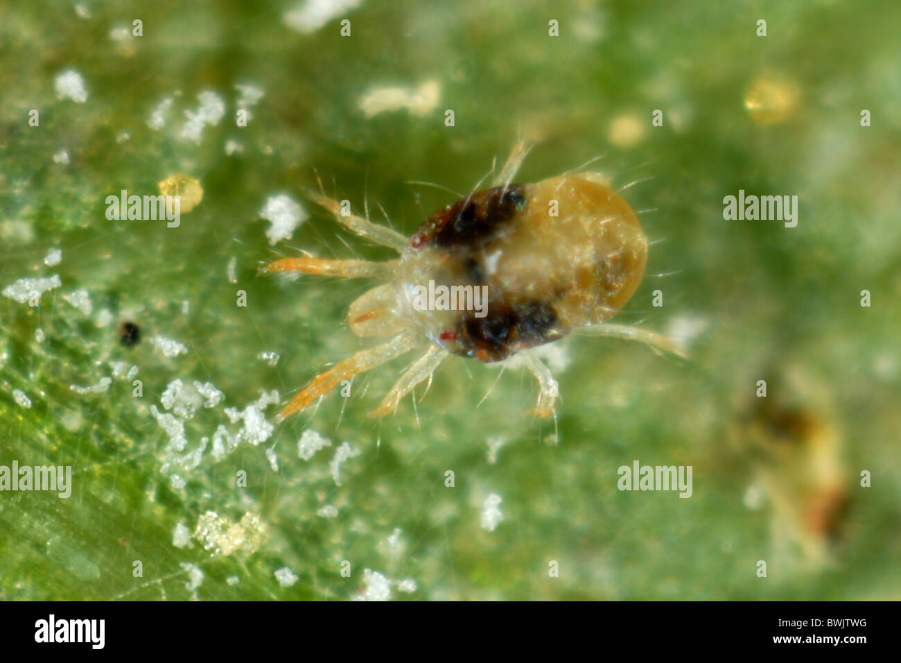 Zwei Spotted Oder Rote Spinnmilbe Stockfotos und -bilder Kaufen - Alamy