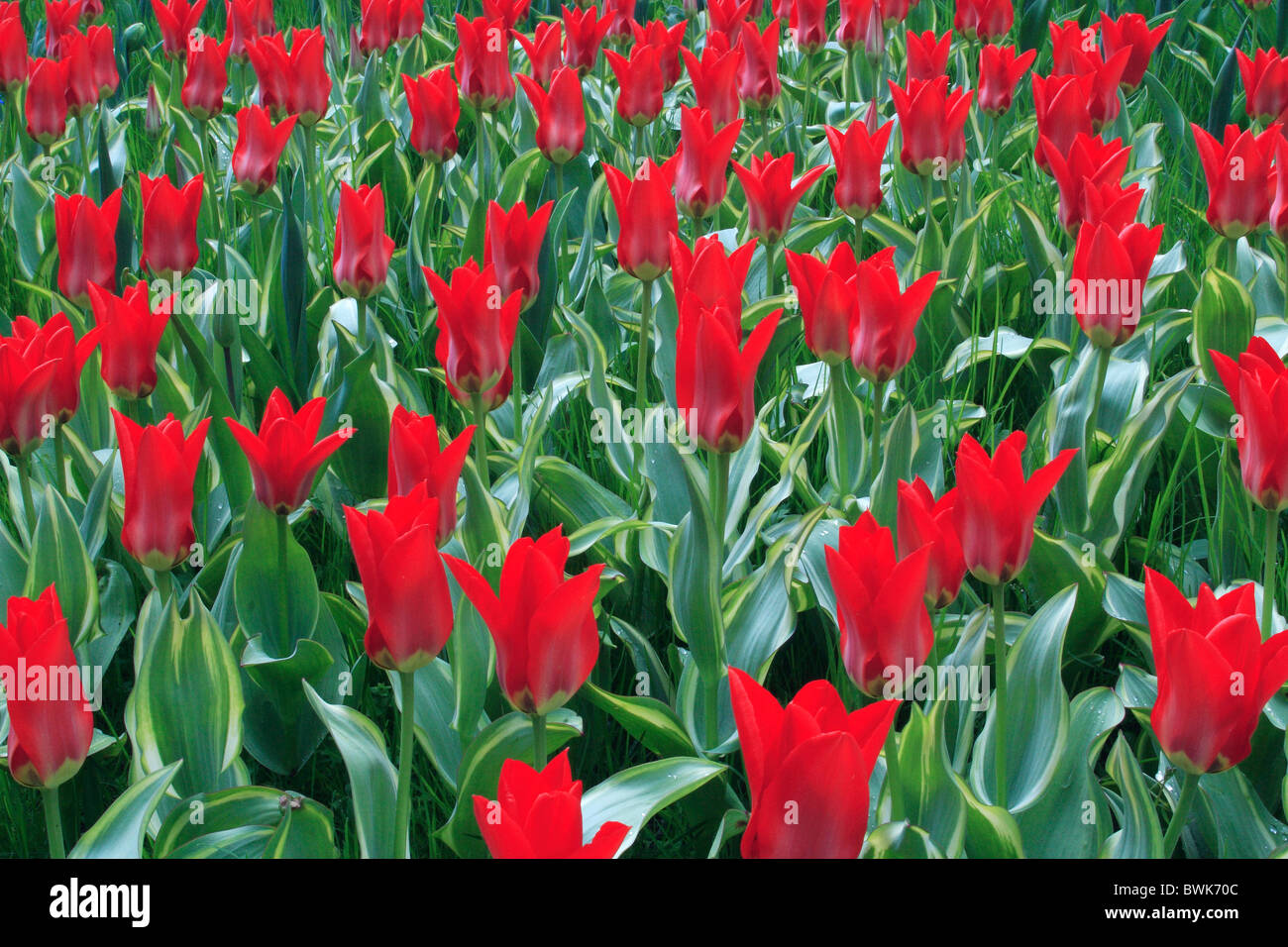 Tulipa Tulpe Blume Blumen Frühling Wiese Wiese Blumen Blumenwiese rot ...