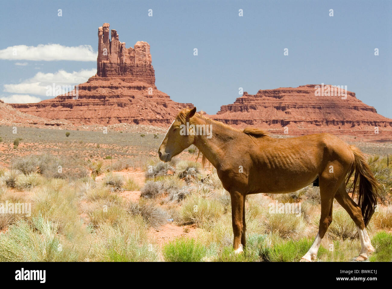 Dünnes Pferd Stockfotos und -bilder Kaufen - Alamy