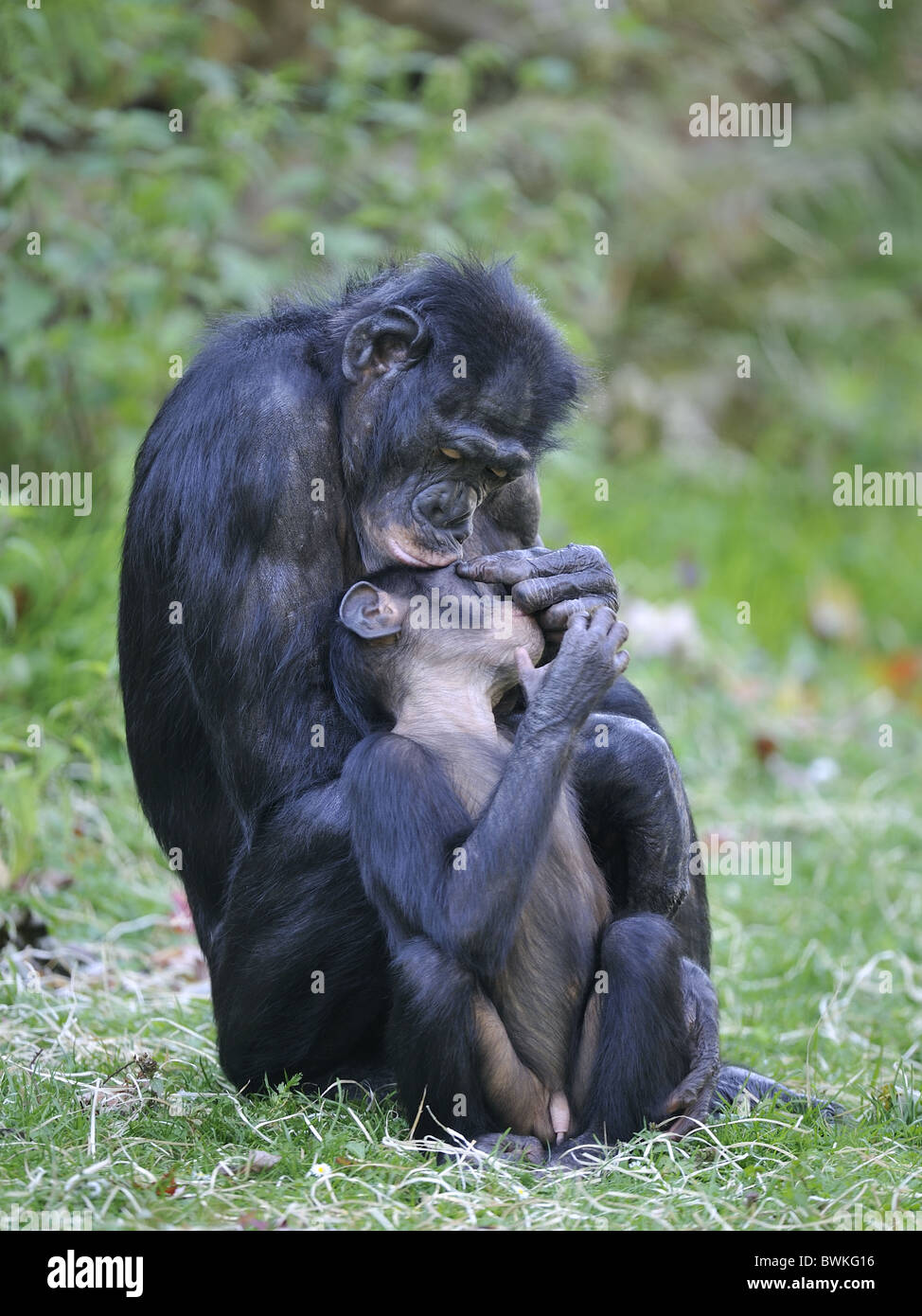 Female With Young Pan Paniscus Bonobo Stockfotos und -bilder Kaufen - Alamy