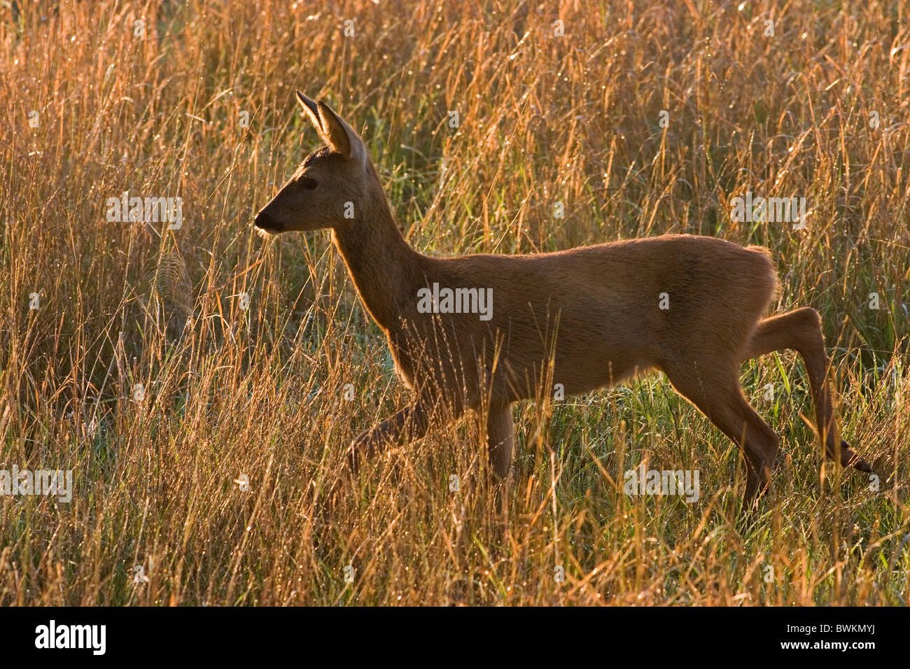 Rehe im Feld Stockfotografie - Alamy