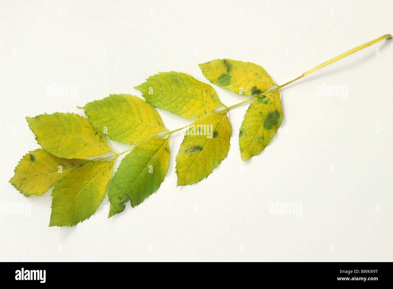 Fraxinus excelsior leaf -Fotos und -Bildmaterial in hoher Auflösung – Alamy