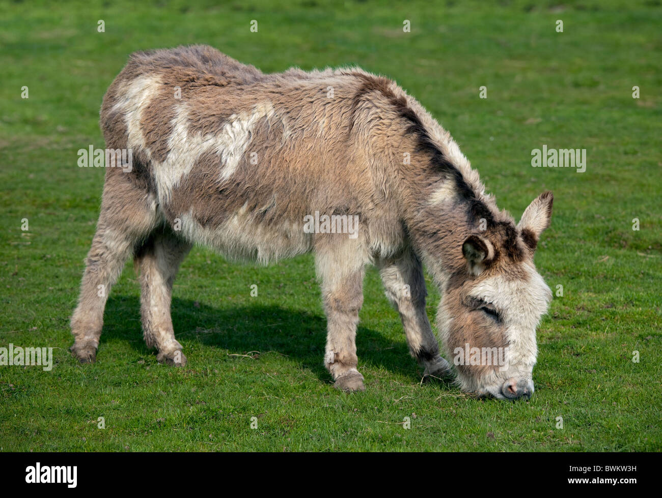 Scheckiger esel -Fotos und -Bildmaterial in hoher Auflösung – Alamy