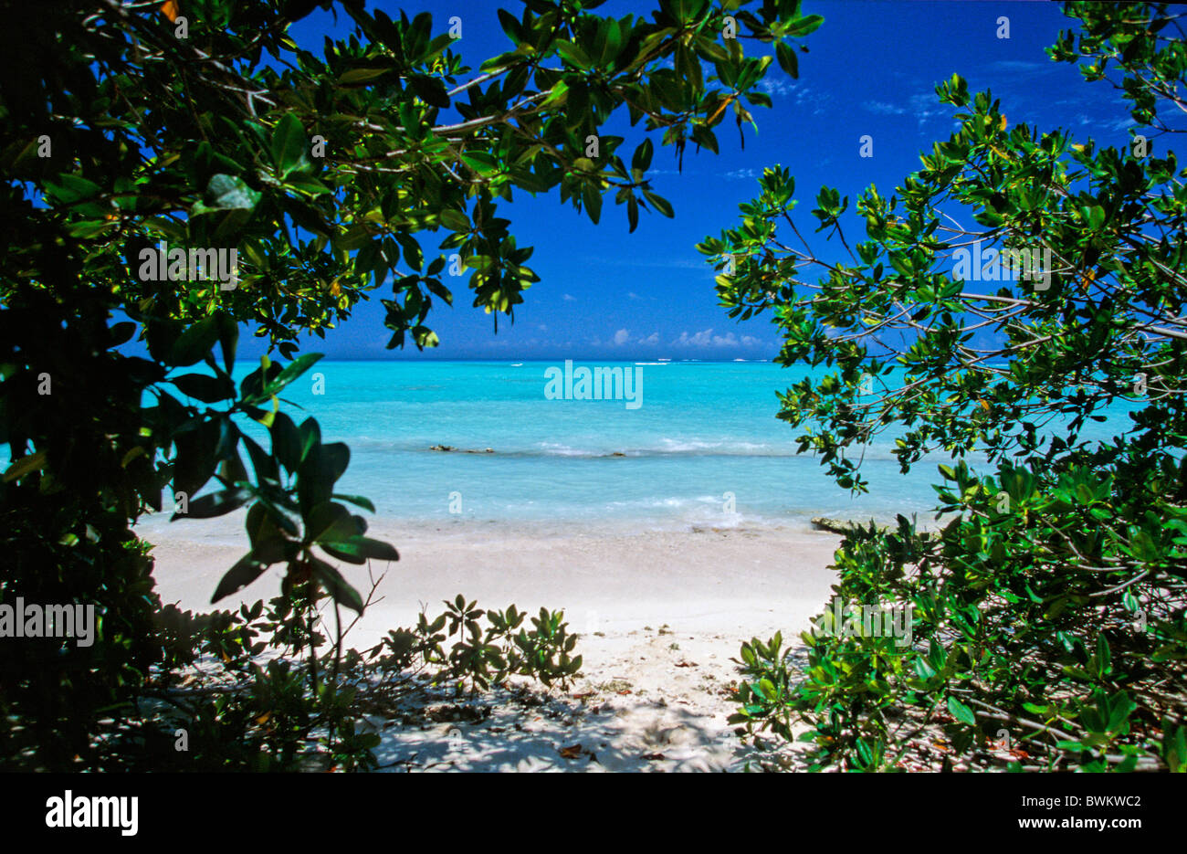 Venezuela Südamerika Las Aves Archipel Mangroven Aves De Barlovento ...