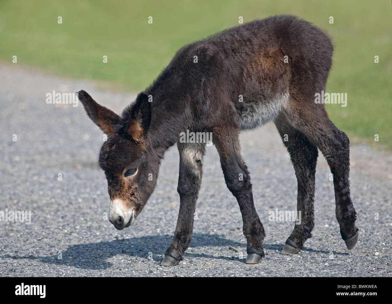 Esel fohlen -Fotos und -Bildmaterial in hoher Auflösung – Alamy