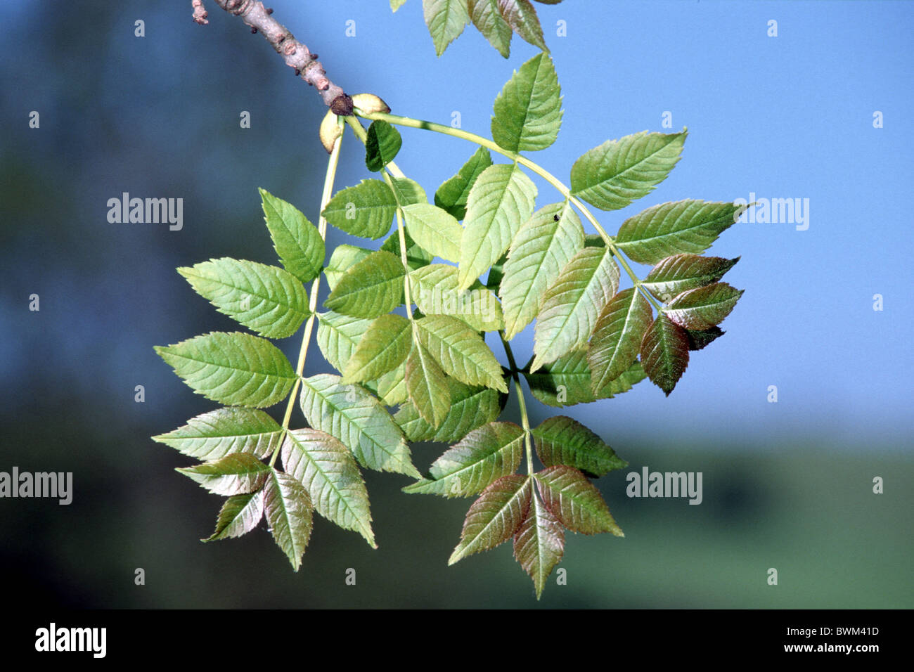 Fraxinus excelsior -Fotos und -Bildmaterial in hoher Auflösung – Alamy