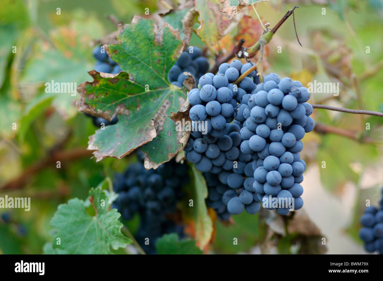 Argentinien Südamerika Grape Vine Weinbergen Bodega Lujan de Cuyo ...