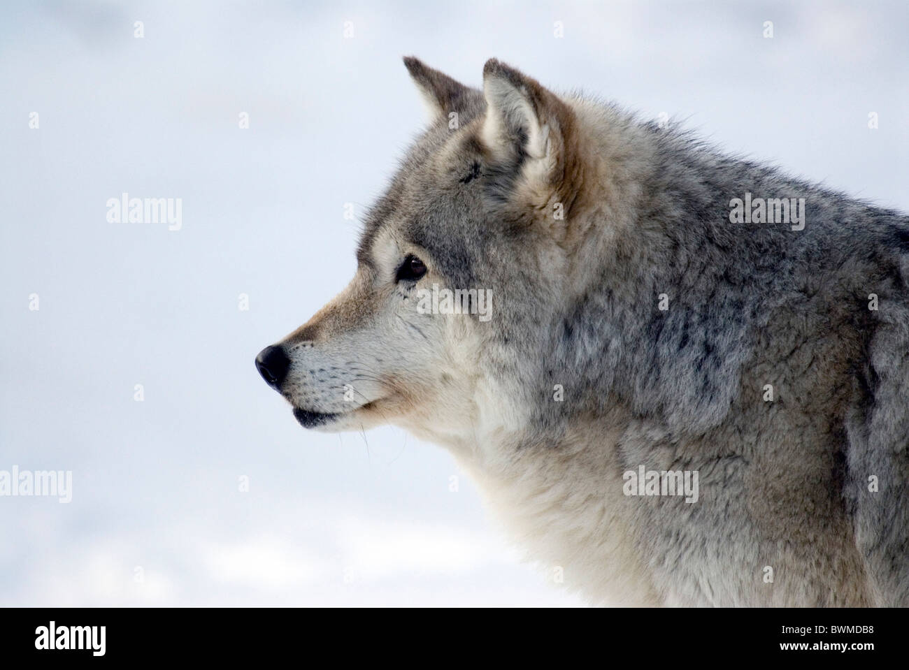 Grauer Wolf Wolf Tier Canis Lupus Winter Schnee Portrait Seitenfläche ...