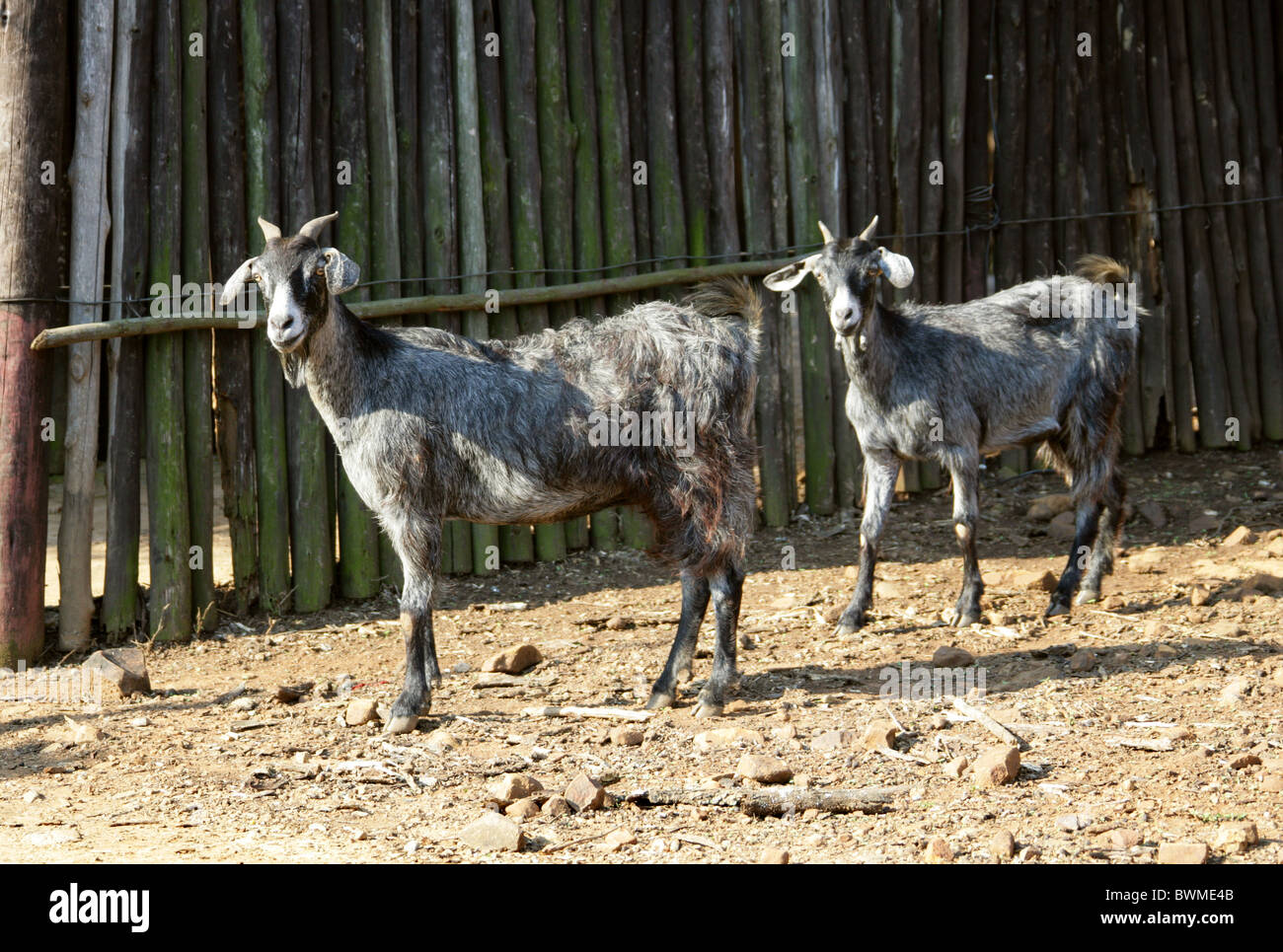 Nanny goat -Fotos und -Bildmaterial in hoher Auflösung – Alamy