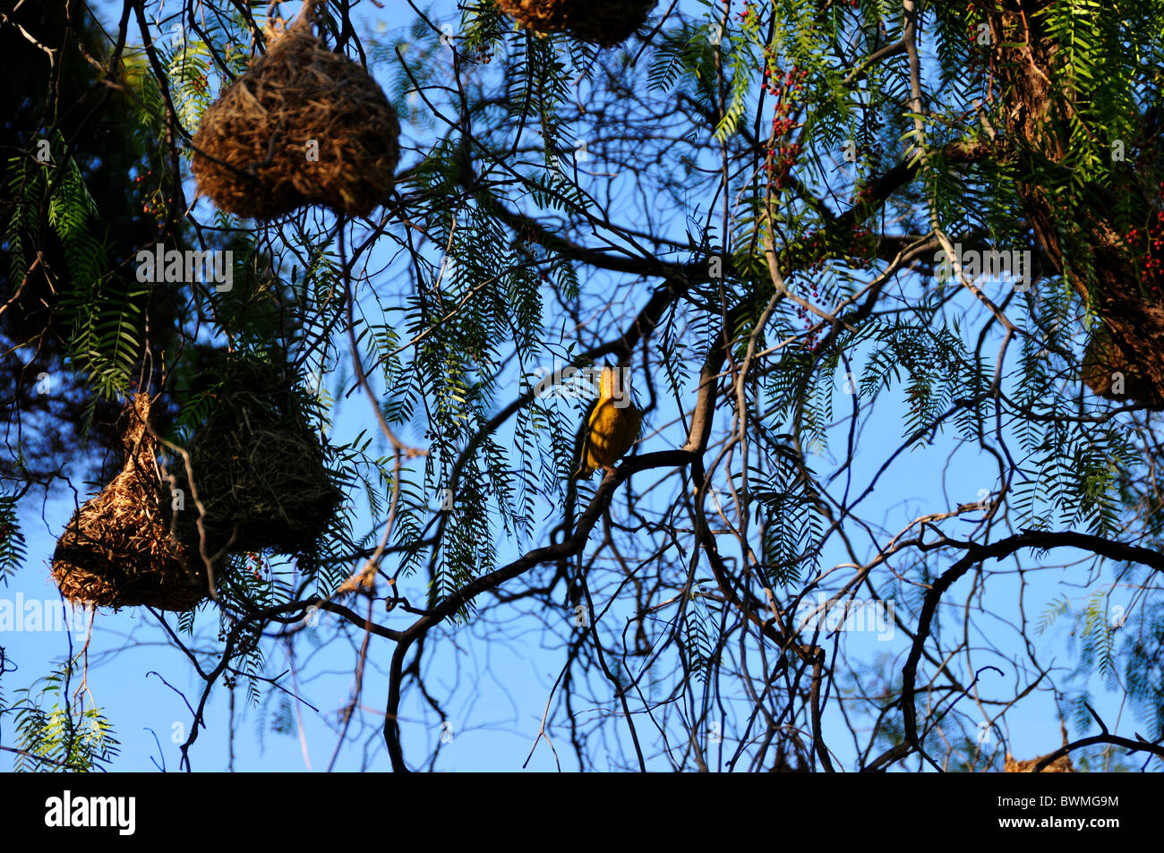 Weaver Vogelnester auf dem Baum hängen. Matjiesfontein, Südafrika Stockfotografie - Alamy