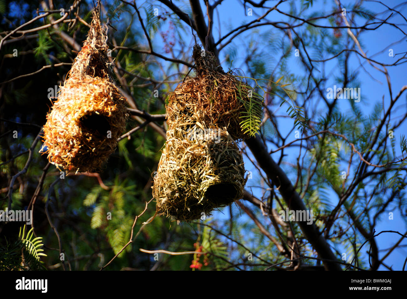 Weaver Vogelnester auf dem Baum hängen. Matjiesfontein, Südafrika Stockfotografie - Alamy