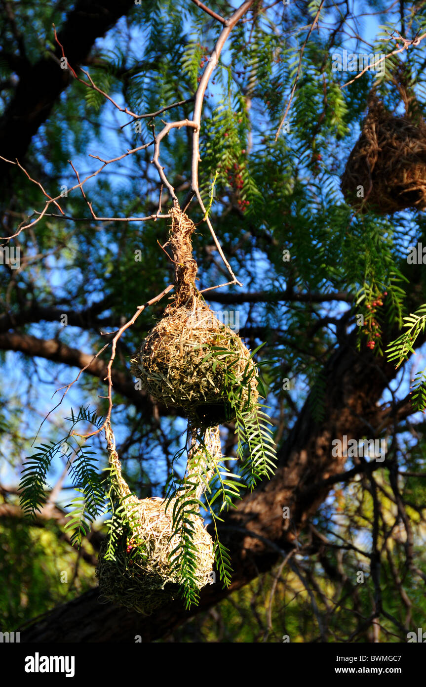 Baum mit nestern -Fotos und -Bildmaterial in hoher Auflösung – Alamy