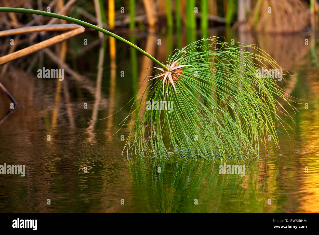 Papyrus (Cyperus Papyrus) Pflanze dichte Cluster hängen im Wasser in ...