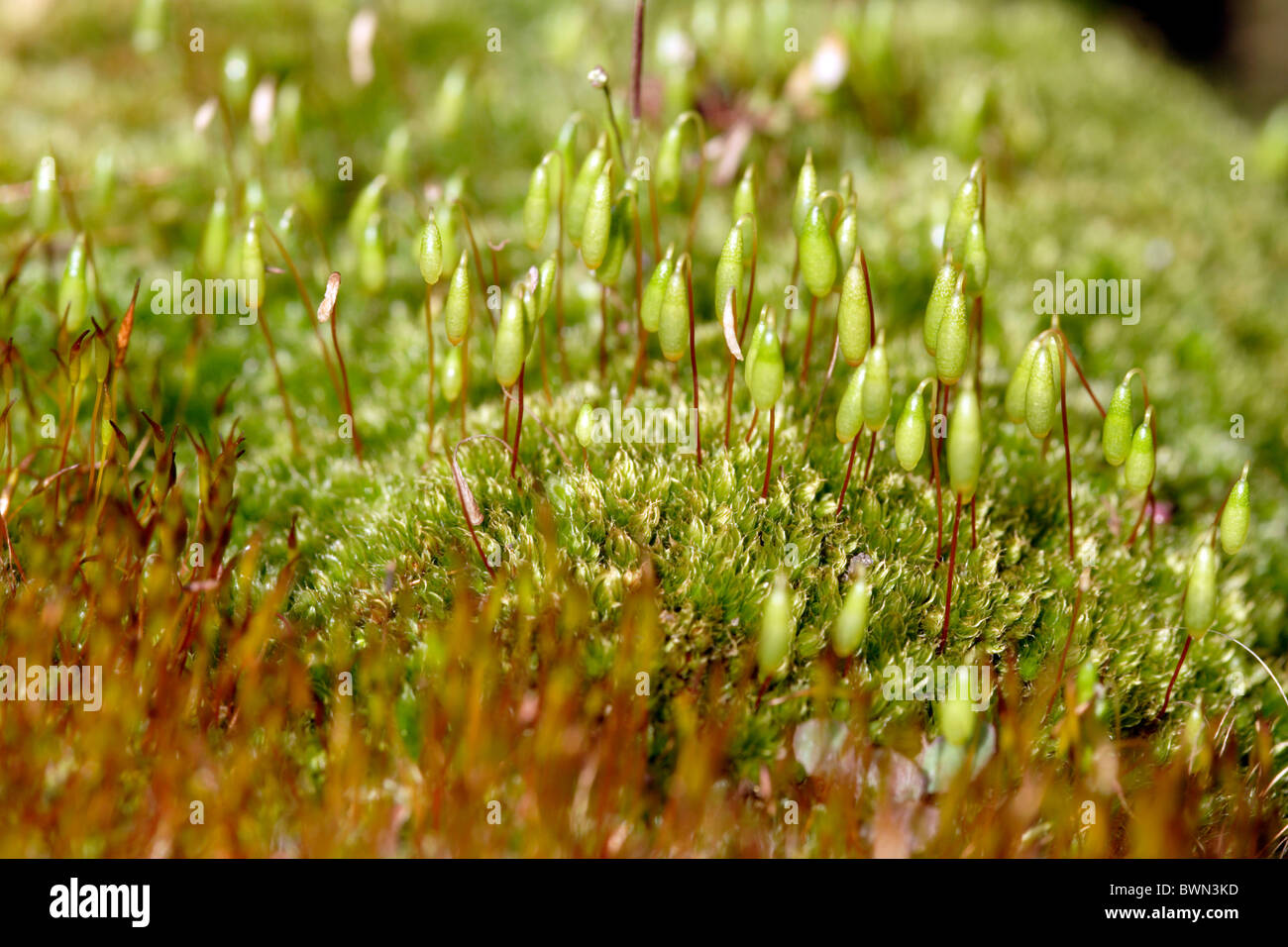 Bryum moos -Fotos und -Bildmaterial in hoher Auflösung – Alamy