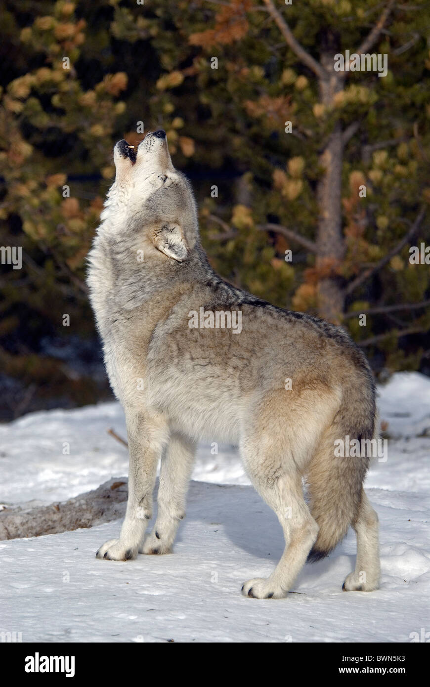 Howling wolf -Fotos und -Bildmaterial in hoher Auflösung – Alamy