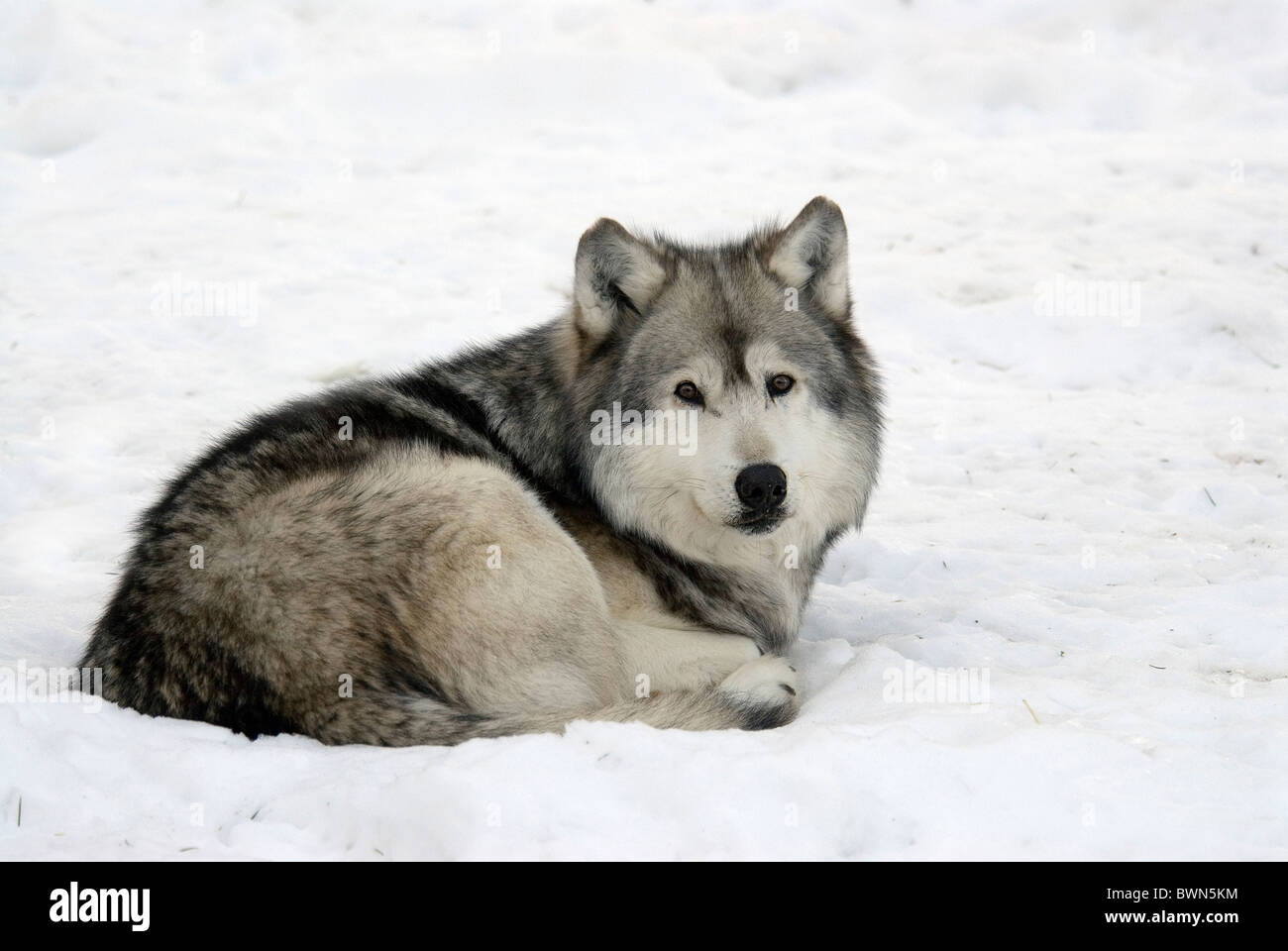 Gray wolf lying snow -Fotos und -Bildmaterial in hoher Auflösung – Alamy